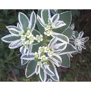 20 TRUE MYRTLE Myrtus Communis aka Common & Sweet Myrtle Fragrant White ...
