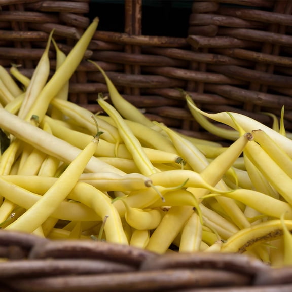 Goldrush Wax Bush Beans - 25 Lb Bulk - Non-GMO, Heirloom - Vegetable ...