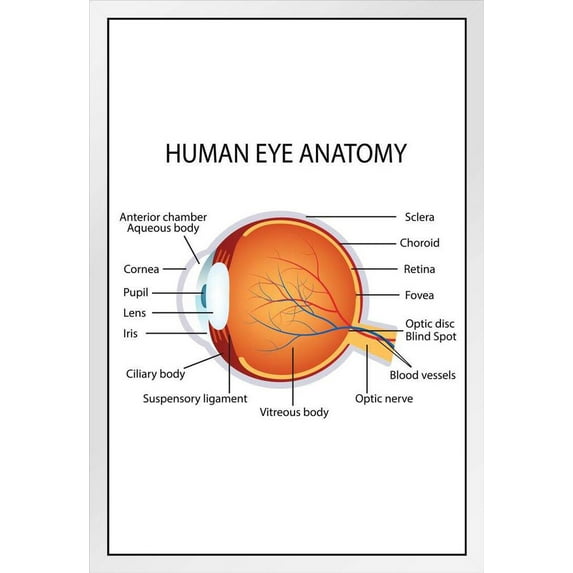 Human Eye Anatomy Classroom Diagram Educational Chart White Wood Framed ...