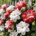 Giant Clematis Vine For Planting Ideal for Gardening Deer Resistant ...