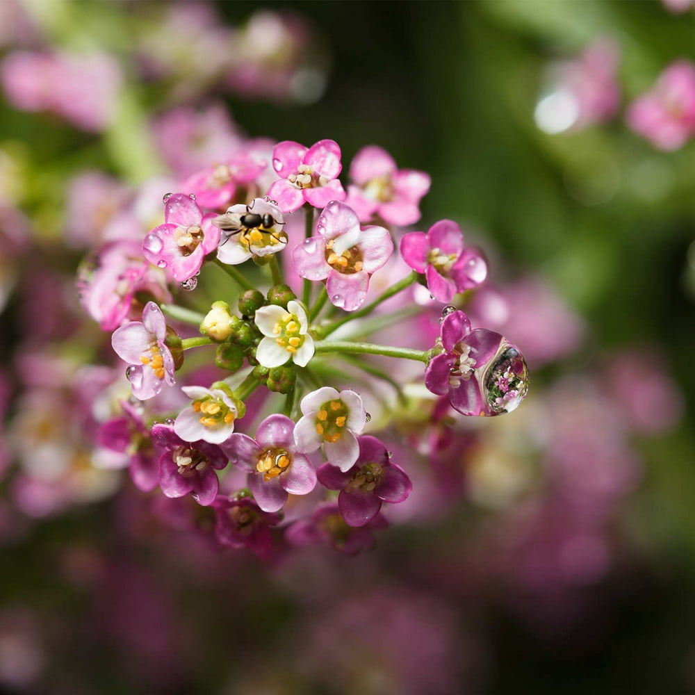 Alyssum Wonderland Series Flower Garden Seeds: Pink - Approx 5000 Seeds ...