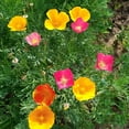 TomorrowSeeds - 7 Colors Mix California Poppy Seeds - 500+ Count - For ...