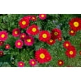 Robinson's Painted Daisy Chrysanthemum Flower Seeds, 100 Mixed Colors ...