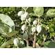 10 AMERICAN SILVERBERRY Elaeagnus Commutata aka Wolf Willow Wolfberry ...