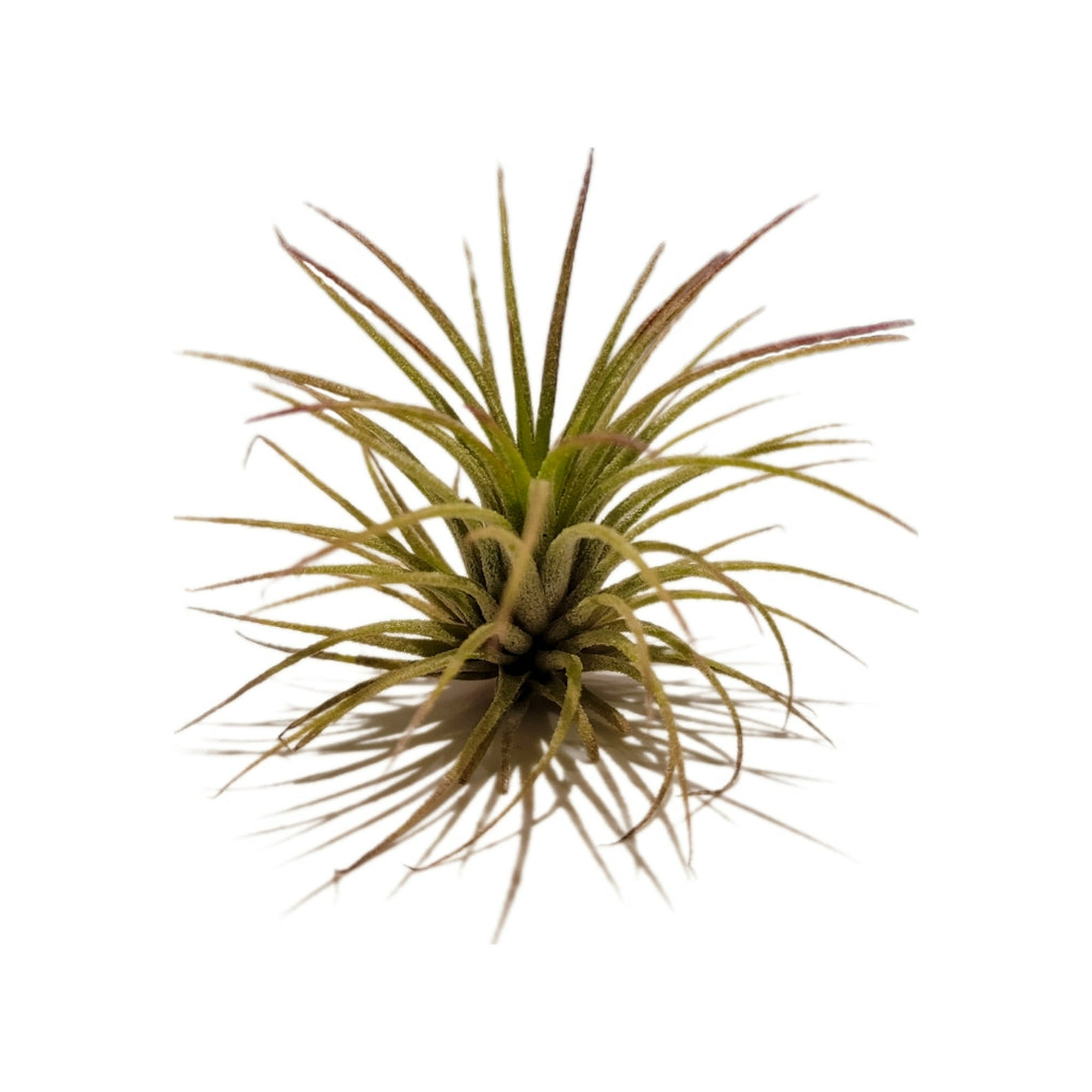 Click here for Glow Plant Glow In The Dark Tillandsia Ionantha Gr... prices