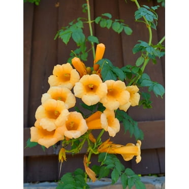 200 Orange Honeysuckle Seeds Vine Fragrant Lonicera cilosa Bush ...