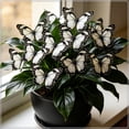 Butterfly Flowers Hosta - Fast Growing - Lush foliage - Suitable for ...