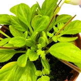 Naine Argente Gesneriad Primulina, 6 inch Flowering Indoor Chirita ...