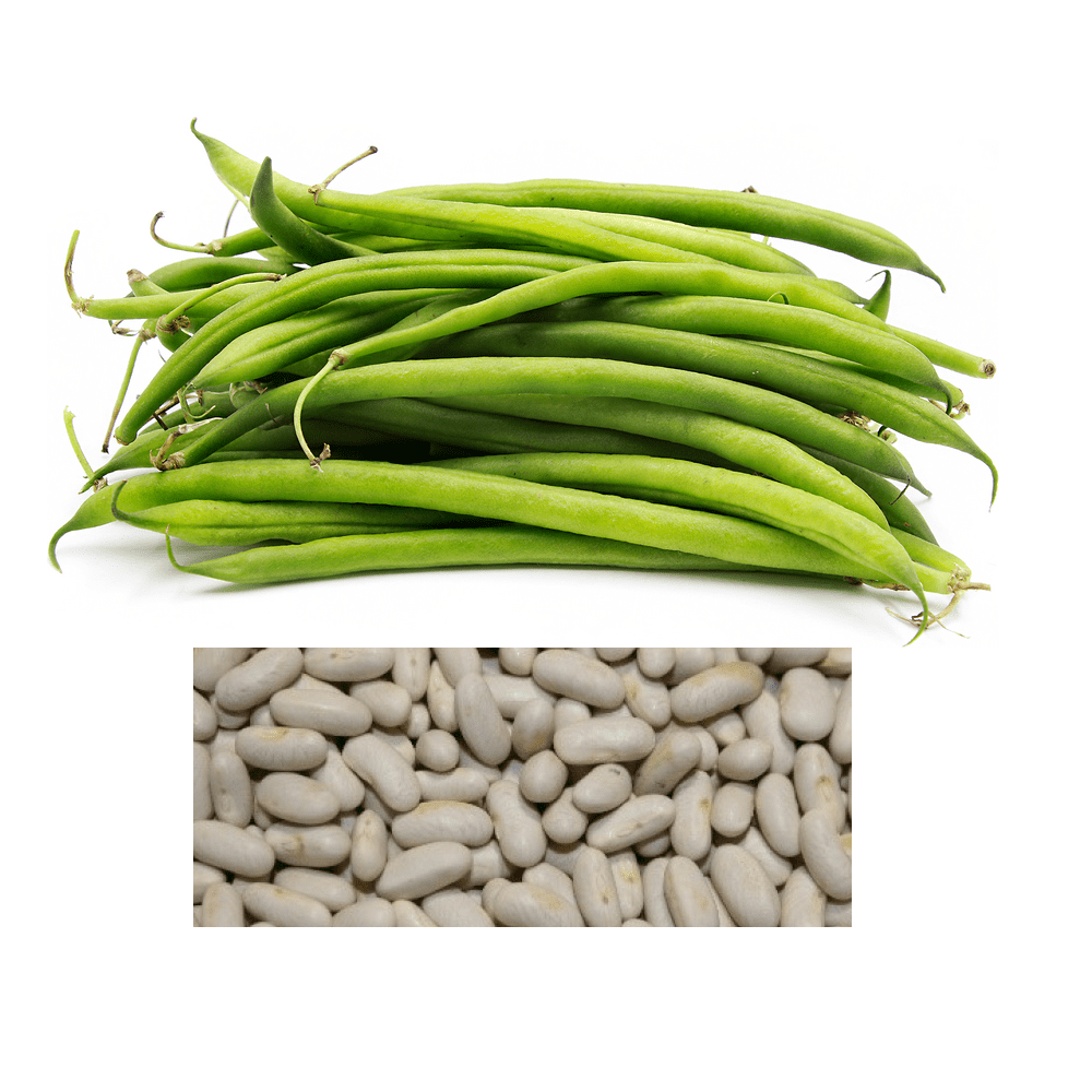 Blue Lake BUSH Beans | Non-GMO | Heirloom | Bulk Garden Seeds - Walmart.com