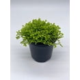 Garden Selaginella, 4 inch, Gold Club Moss, Golden kraussiana - Walmart.com