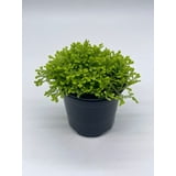 Garden Selaginella, 4 inch, Gold Club Moss, Golden kraussiana - Walmart.com