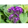 50 Blue MARINE HELIOTROPE Heliotropium Arborescens Flower Seeds ...