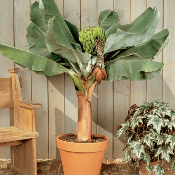 Red Banana Tree Live Plant, 4-8" Tall, Cold Hardy Tropical Banana Plant ...