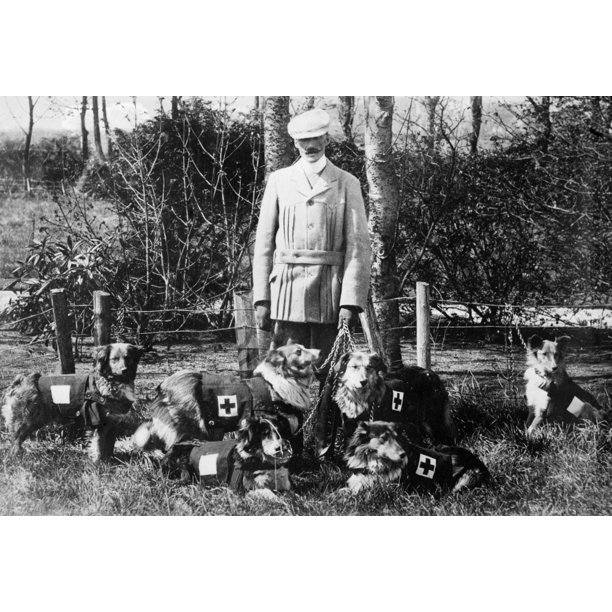 Wwi: Red Cross Dogs, C1915. /Nlieutenant Colonel Edwin H. Richardson ...