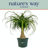Nature's Way Farms ZZ Plant, Indoor/Outdoor 25-30 in. Tall, Low ...