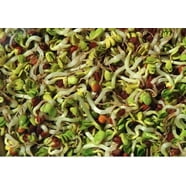 Certified Rex Rice Seed - 10 Lbs. - Walmart.com