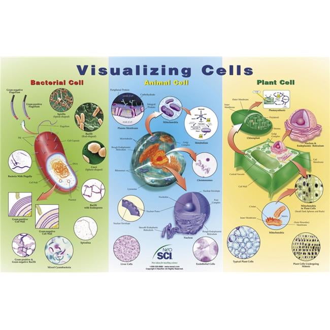 Neo & SCI 35-1011 35 x 23 in. Visualizing Cells Laminated Poster ...