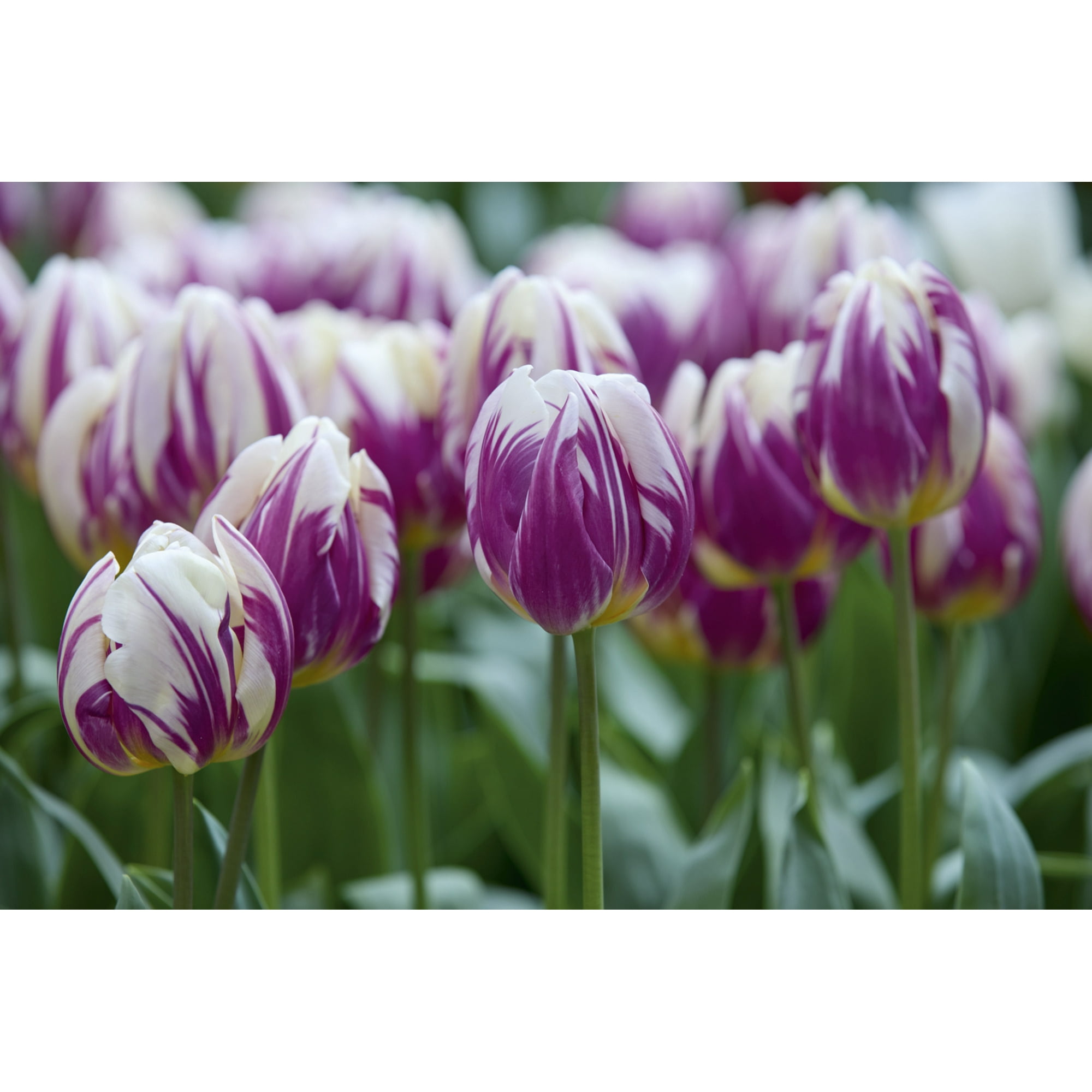Click here for Tasc Tulip ‘happy Feet Triumph Perennial Flower Bu... prices