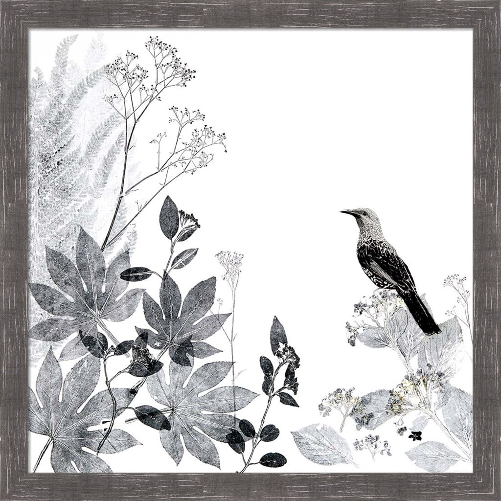 Great Art Now Thoughtful Wattlebird by Trudy Rice, Framed Wall Art, 17 ...