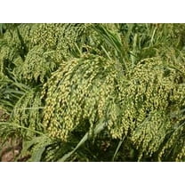 WGF Early Maturing Sorghum Seed - 10 Lbs. for Planting Grain, Ideal for ...