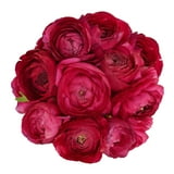 Hot Pink Ranunculus - 30 Farm Direct Fresh Cut Flowers - 140 Stems - by ...