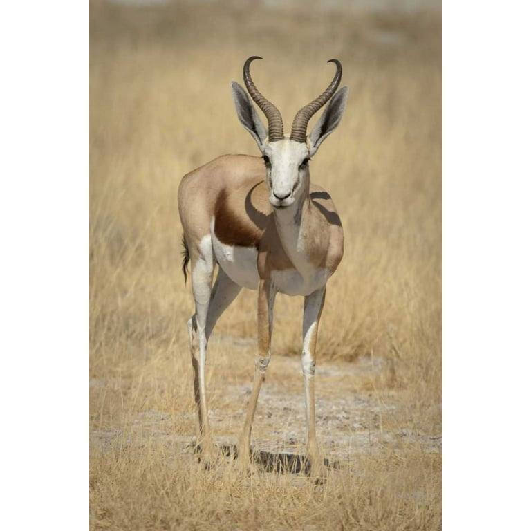White Springbok