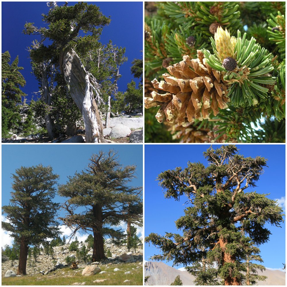 Foxtail Pine Tree Seeds - Pinus balfouriana - 25 Seeds - Walmart.com ...