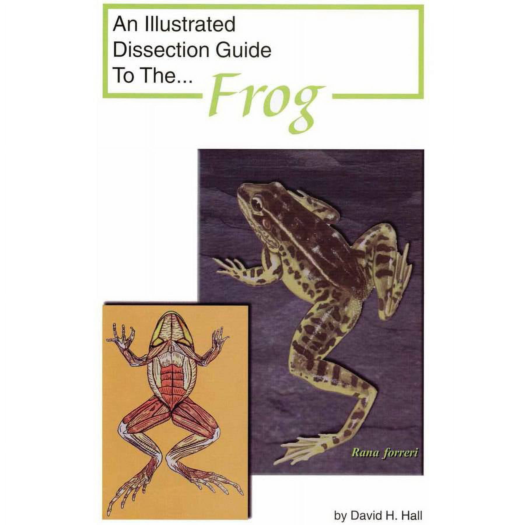 Frog Dissection Kidney