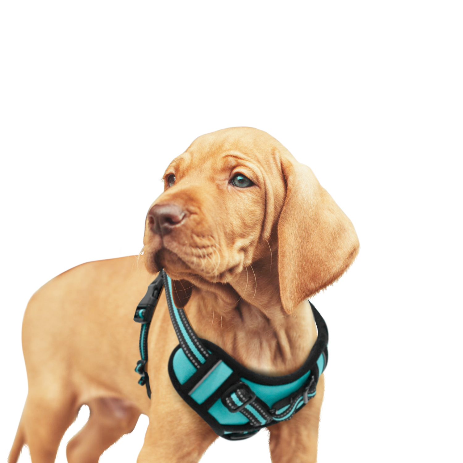 GOOPAWS Padded Reflective Dog Harness, Easy Control Lightweight Dog ...