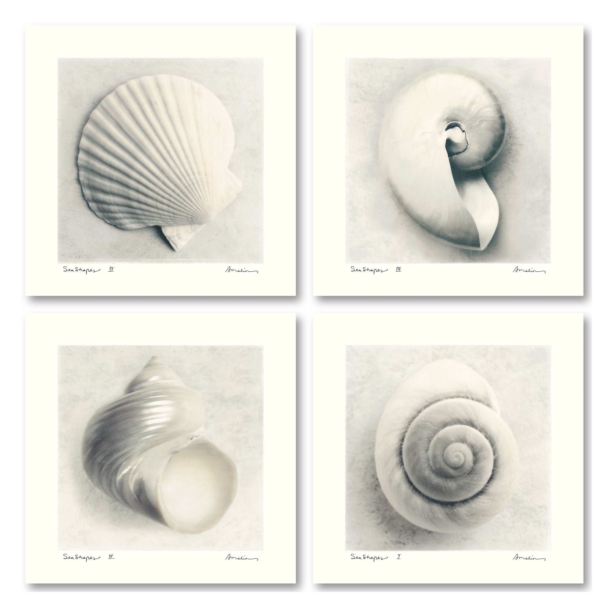 Off-White and Gray Coastal Sea Shell Adult Decor; 4 - 12" x 12 ...