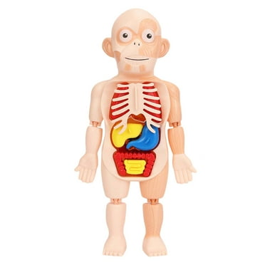 Axis Scientific Heart Model, 2-Part Deluxe Life Size Human Heart ...