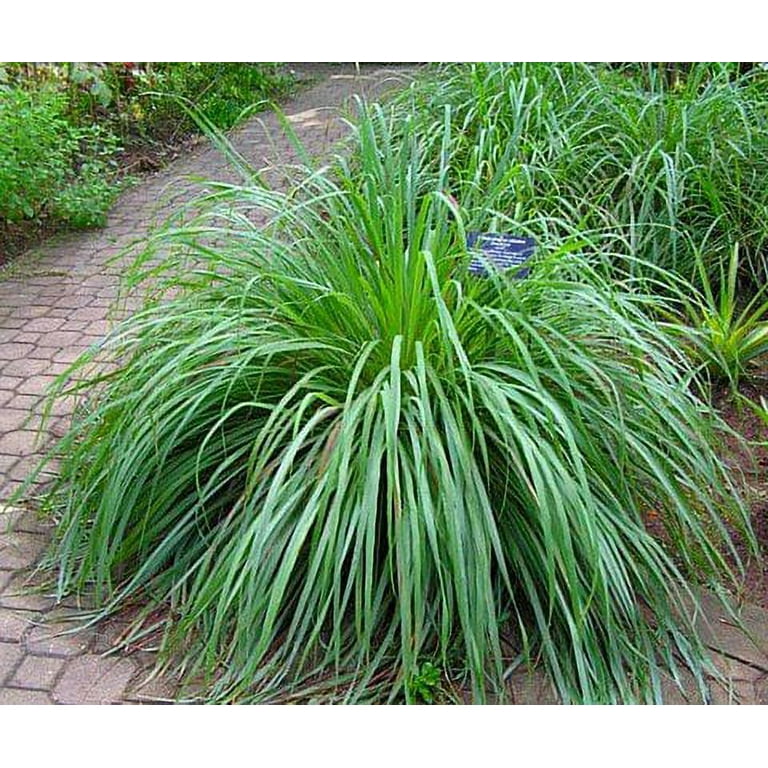 Citronella Grass