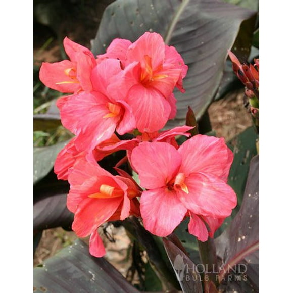 Planting Cannas Bulbs