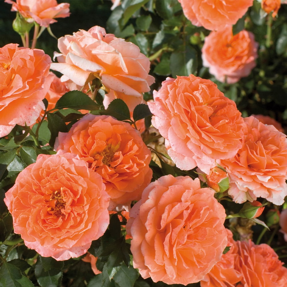 Own-Root One Gallon Adobe Sunrise Floribunda Rose by Heirloom Roses ...