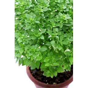 40 CONEHEAD THYME Thymus Capitatus syn. Thymbra Capitata Mediterranean ...
