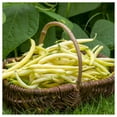 Everwilde Farms Golden Wax Yellow Bean Plant Seeds - Walmart.com