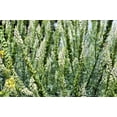 200 WHITE MIGNONETTE Reseda Alba Very FRAGRANT Flower Seeds - Walmart.com