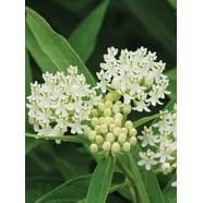 10 TWEEDIA BLUE MILKWEED Southern Star of Argentine Tweedia Caerulea ...
