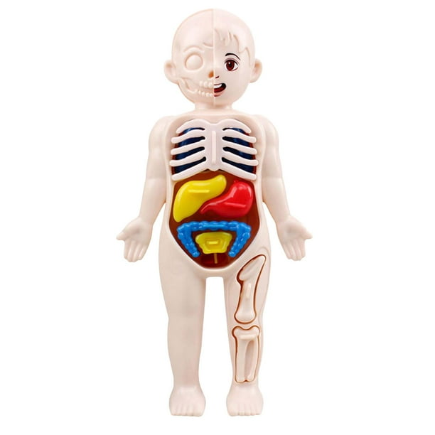 Human Torso Body Anatomy Model,,Mini Human Body Organ Torso Anatomy ...