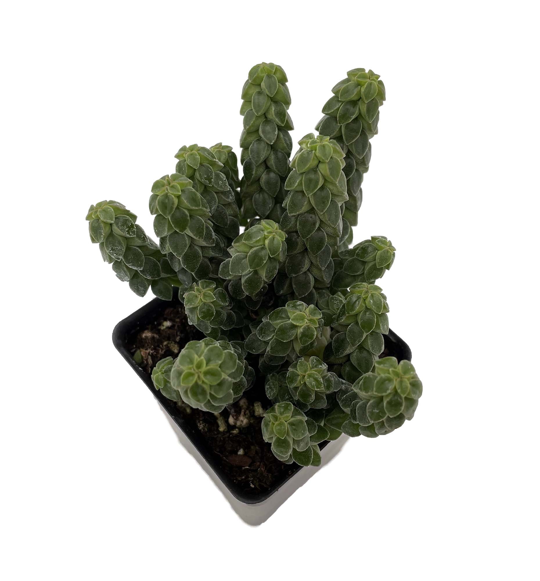 Columnar Peperomia - Peperomia columella - 2.5" Pot - Collector's ...