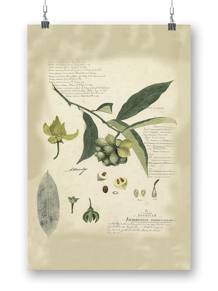 Descube Botanical Ii Poster - A. Descubes Designs, - Walmart.com