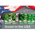 Assorted Gourmet Basil Seed Varieties | 8 Variety Pack - Walmart.com