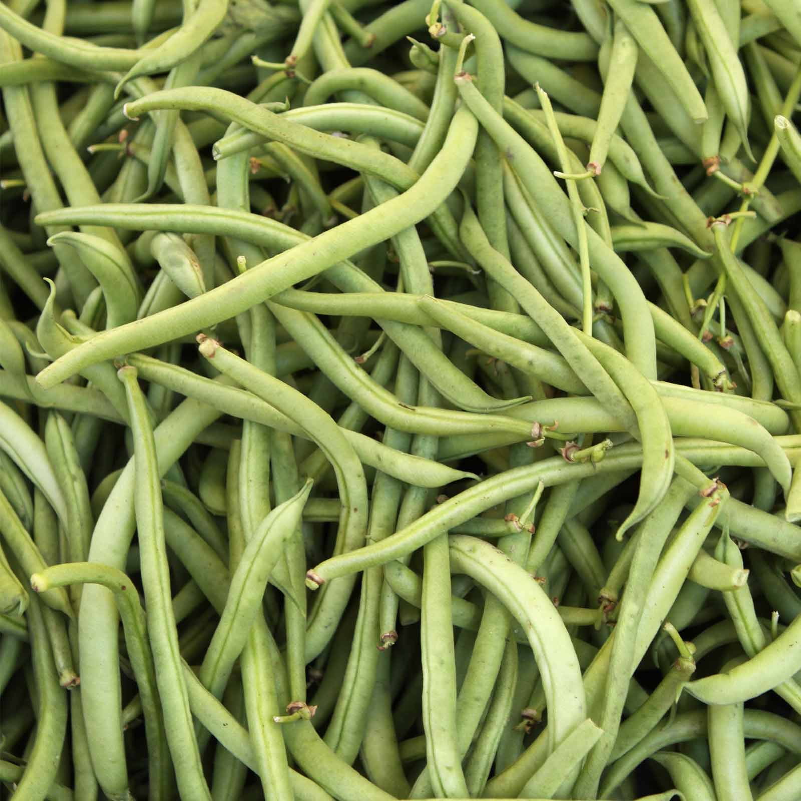 Topcrop Bush Bean Seeds - 50 Lb Bulk - Non-GMO, Heirloom Green Snap ...