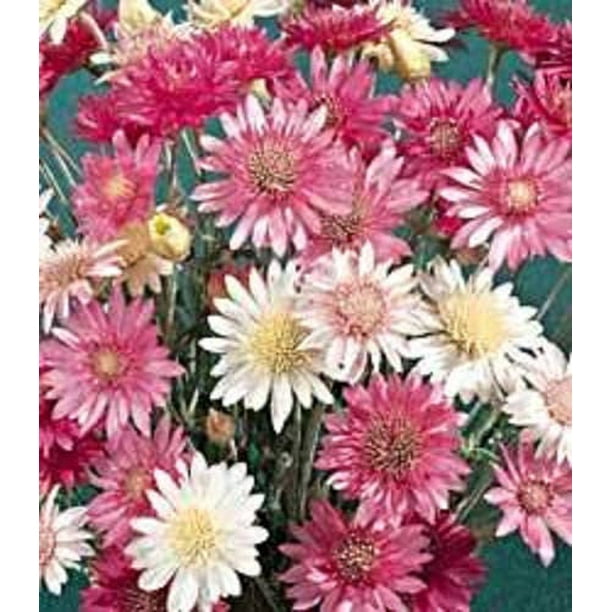 300 IMMORTELLE IMMORTAL MIX Xeranthemum Paper Daisy Everlasting Flower ...