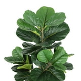 SAFAVIEH Faux Multi Branch Fiddle Leaf Fig 72" Potted Tree, Green ...