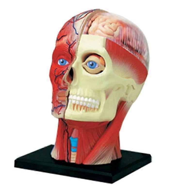 Medical-Torso Human Body Model Education Head Muscles Nerve Organs ...