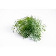 Rue Seeds (Ruta graveolens) 100 Seeds (0.2 grams) - Walmart.com