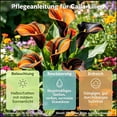 Beautiful Rainbow Calla Lily-Gift Garden-Home Decoration-Bloom Year ...