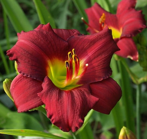 Pardon Me Daylily - Hemerocallis - Deep Red - Rebloomer - Quart Pot ...