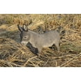 Hi-Line Gifts 18.5" Standing Donkey Outdoor Garden Statue - Walmart.com